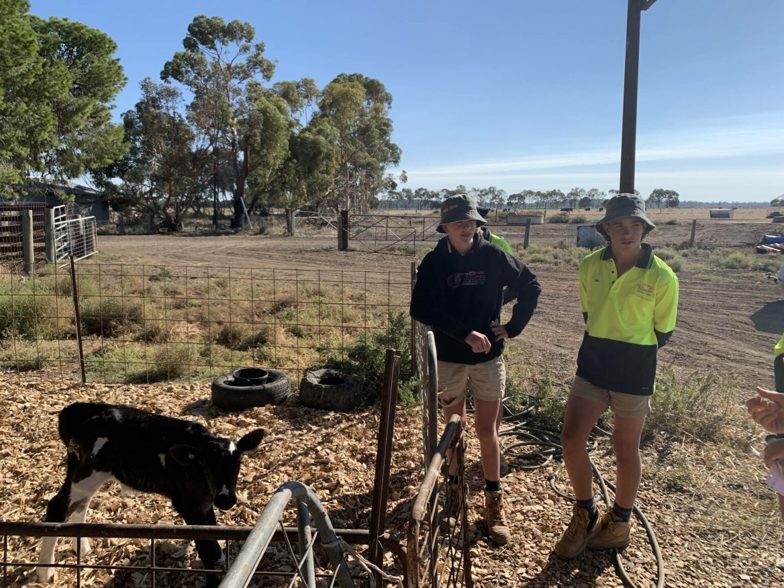 Cows Create Careers Program | Tyrrell College