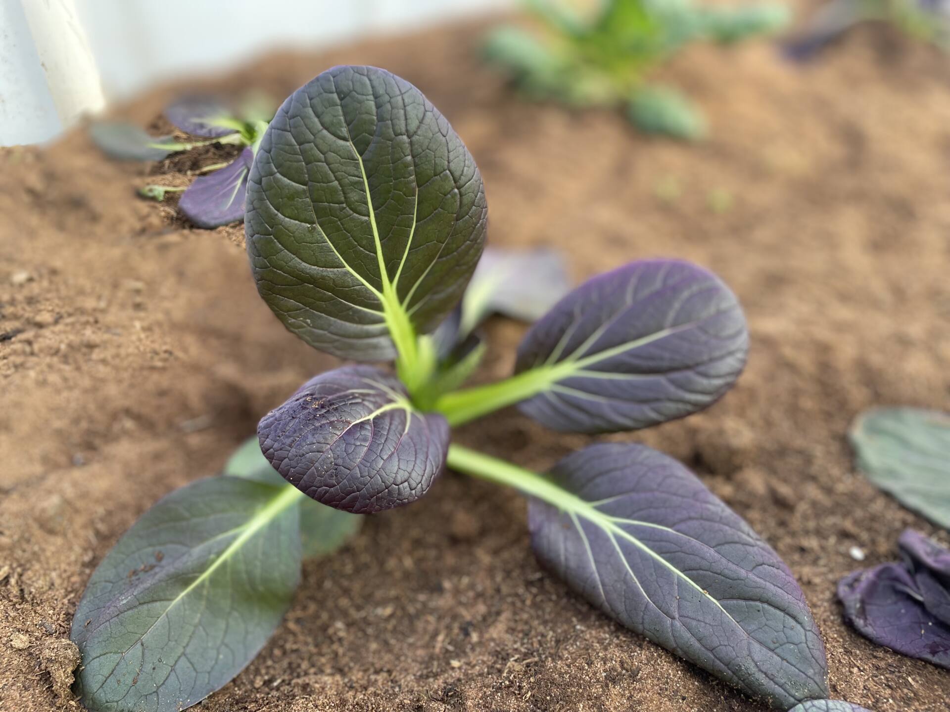 Agriculture/Horticulture Education | Tyrrell College