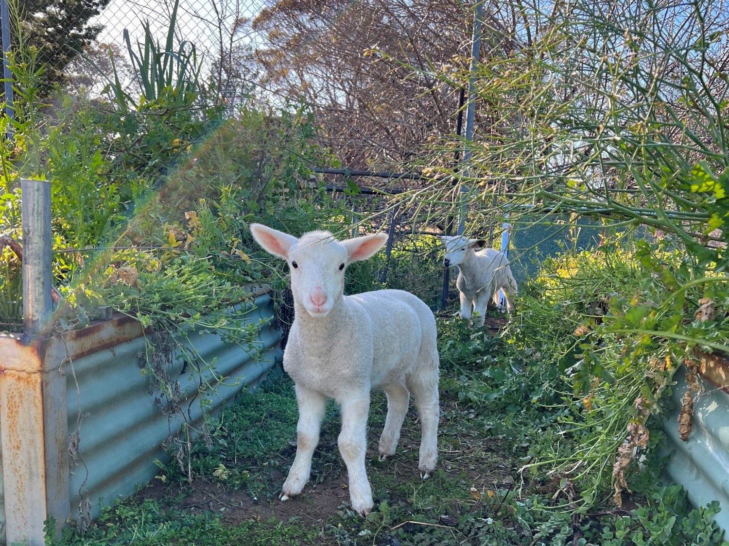 Agriculture/Horticulture Education | Tyrrell College